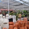 Kings Plant Barn St Lukes | Your Garden & Plant Experts