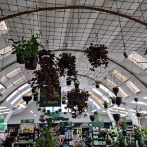 Kings Plant Barn St Lukes | Your Garden & Plant Experts